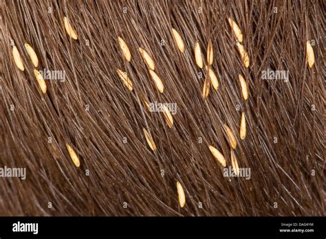 Image result for Bot Fly Larvae in Animals