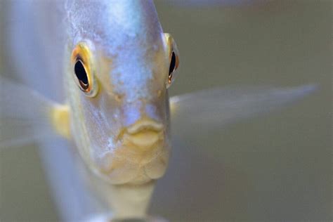 Image result for Discus Fisg