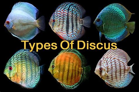 Image result for Types of Discus Fish List