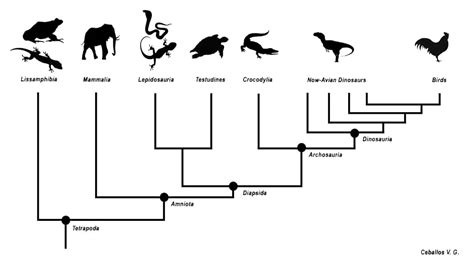 Image result for How to Make Cladogram