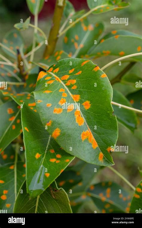 Image result for Pear Tree Leaf Rust