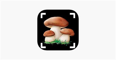 Image result for Tree Fungus Identifier