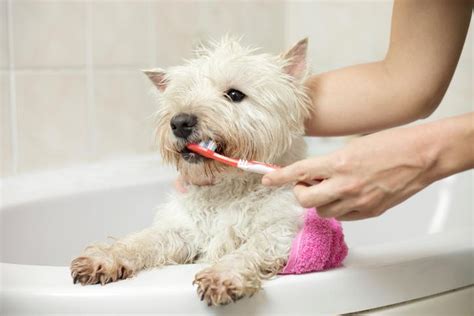 Image result for Homemade Toothpaste for Dogs