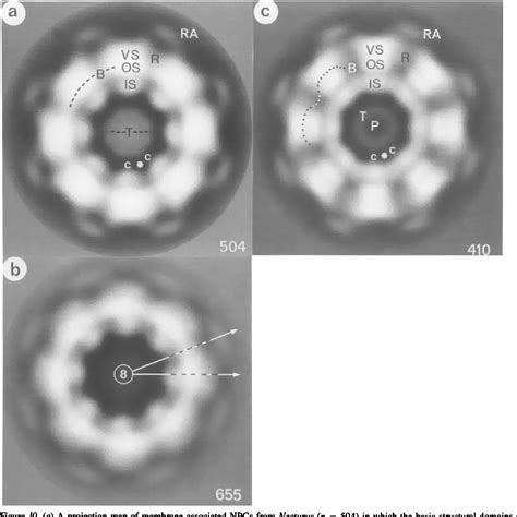 Image result for Nuclear Pore Complex Structure Model