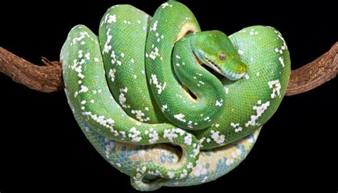 Image result for Green Tree Python Snake