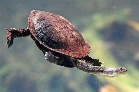 Image result for Long Neck Turtle
