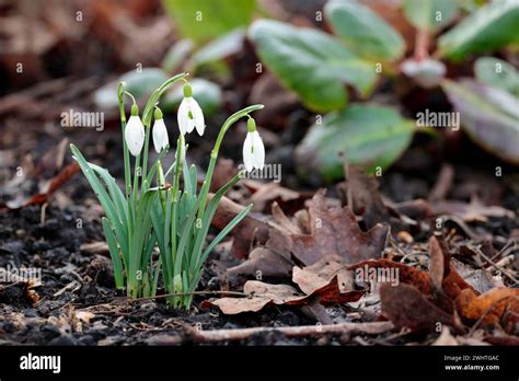 Image result for Snowdrop Early Spring Flowers