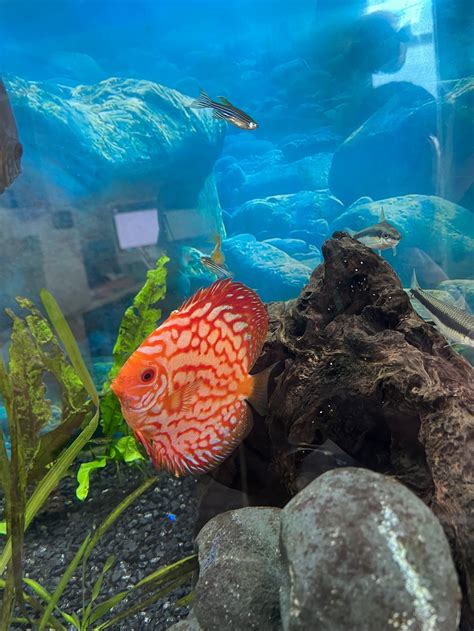 Image result for Red Eagle Discus