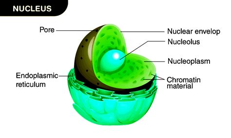 Image result for Nucleus Core