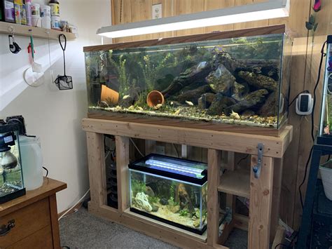 Image result for How to Keep Discus