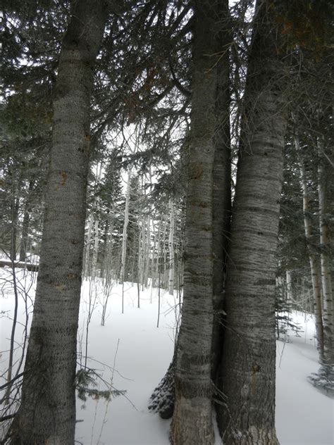 Image result for Subalpine Fir Tree