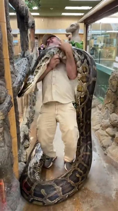 Image result for Gigantic Burmese Python