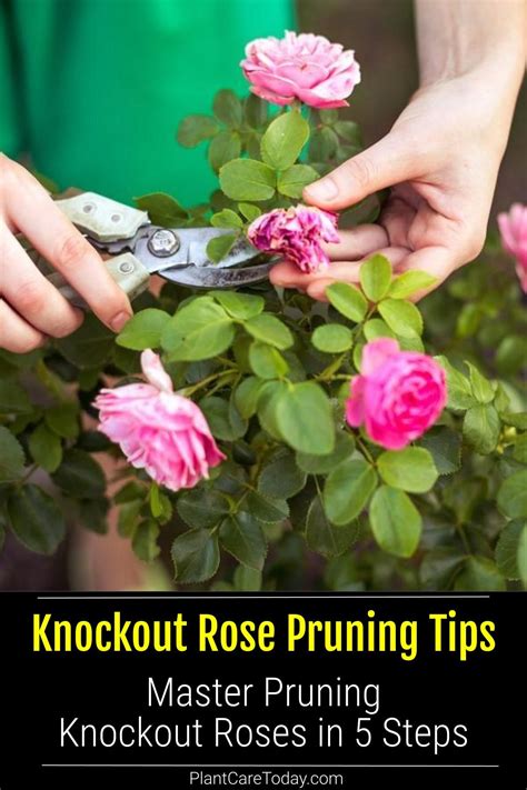 Image result for Pruning Knockout Roses for Spring