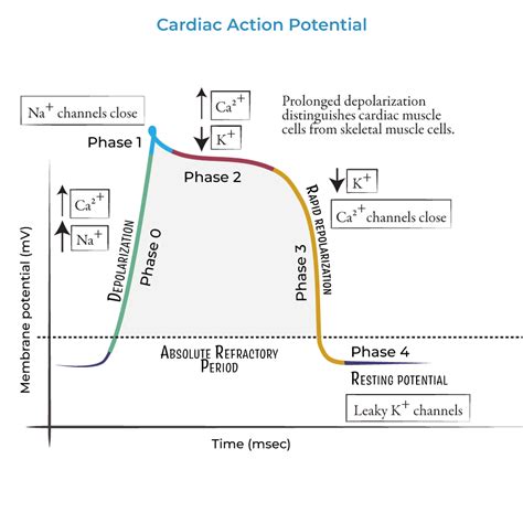 Image result for Action Potential Muscle Contraction