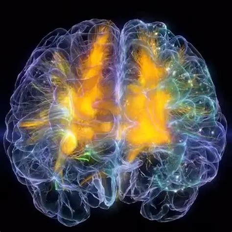 Image result for Brain Map