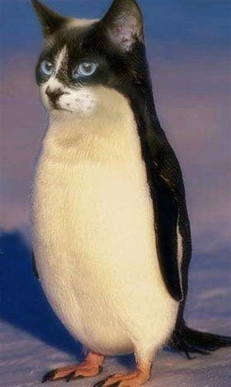 Image result for Exploding Animal Prank