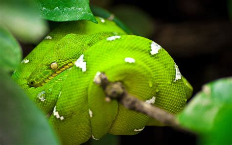 Image result for Green Tree Python Snake