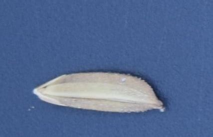 Image result for Seed Recognisition in Java Project