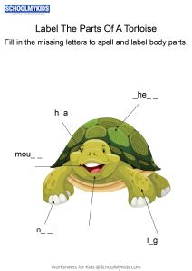 Image result for Tortoise Body Parts