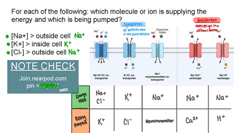 Image result for Nuclear Envelope Structure and Function
