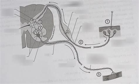 Image result for Components of Reflex Arc