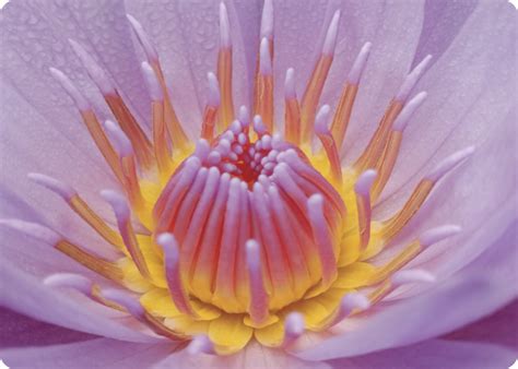 Image result for Oppo A31 Flash File