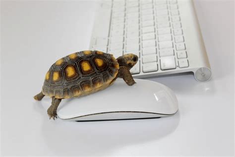 Image result for App Turtle Triangle in Computer