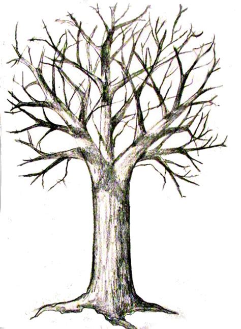 Image result for Tree Image TP Draw