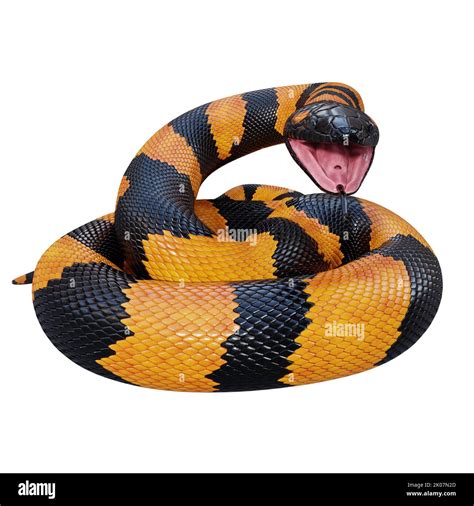 Image result for Ringed Python