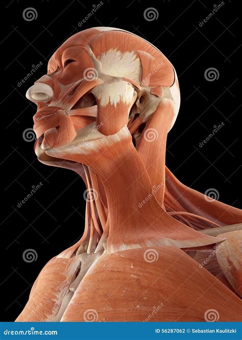 Image result for Neck Muscles Front View