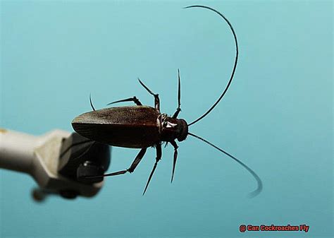 Image result for Cockroach Fly
