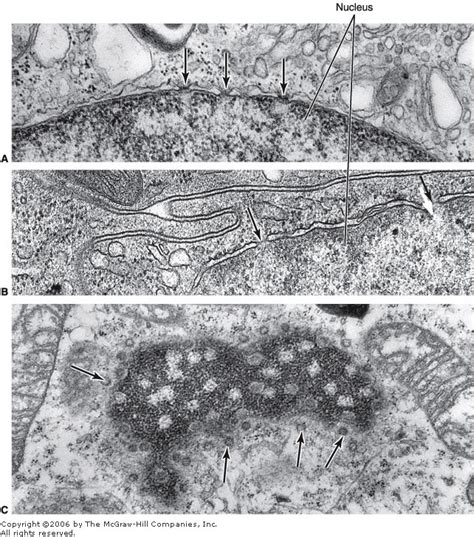 Image result for Nuclear Envelope Localization