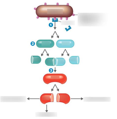 Image result for Complement System.Drawing
