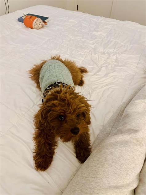 Image result for Cavapoo Eyes