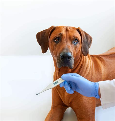 Image result for Perfectly Normal Dog