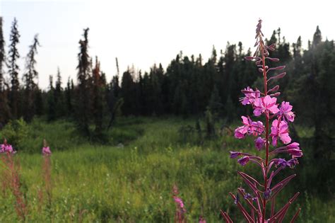 Image result for Simple Life Alaska