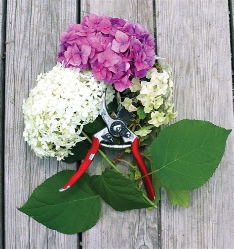 Image result for How to Prune Hydrangea Tree