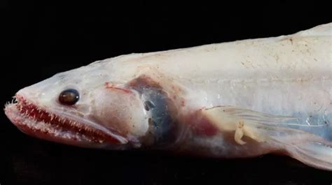 Image result for Lizard Fish