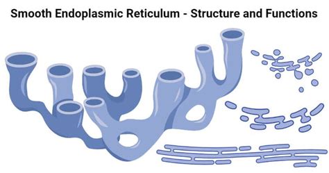 Image result for Endoplasmic Reticulum Function