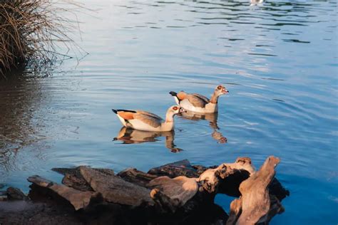 Image result for Geese Hatching