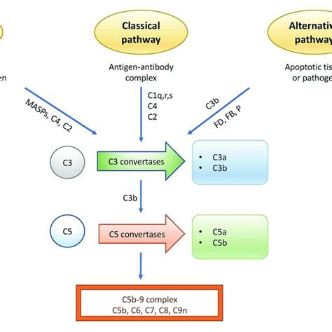 Image result for Activation of the Complement System