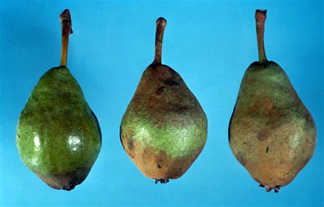 Image result for Pear Rust Cycle