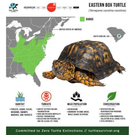Image result for Eastern Box Turtle