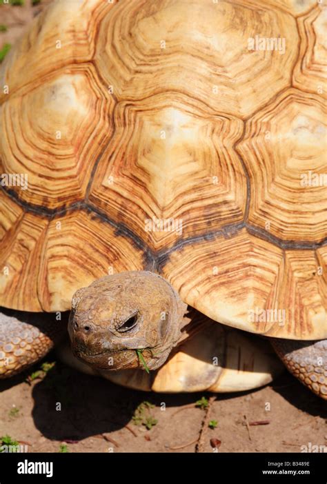 Image result for Turtle in Shell