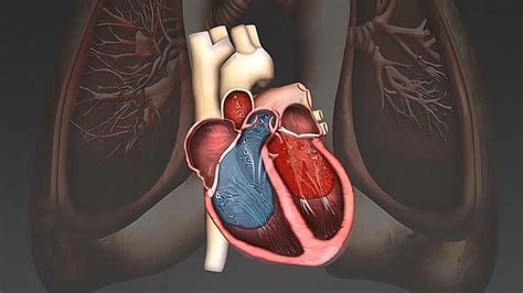 Image result for Heart Circulation Animation