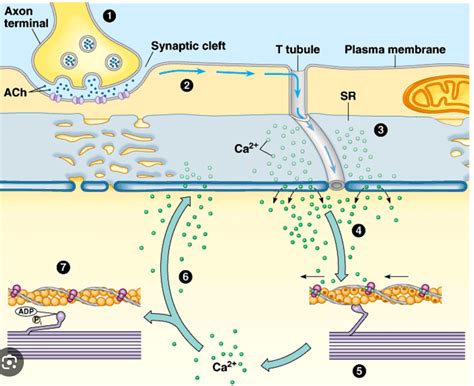 Image result for Excitation Coupling Contraction-Relaxation