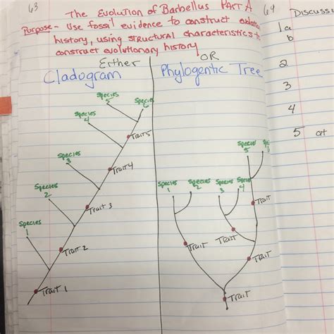 Image result for How to Make Cladogram