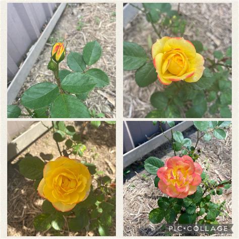 Image result for Color Changing Rose Bush