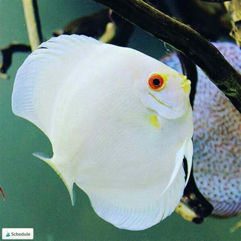 Image result for Types of Discus