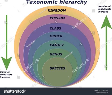 Image result for Linnaeus Classification System